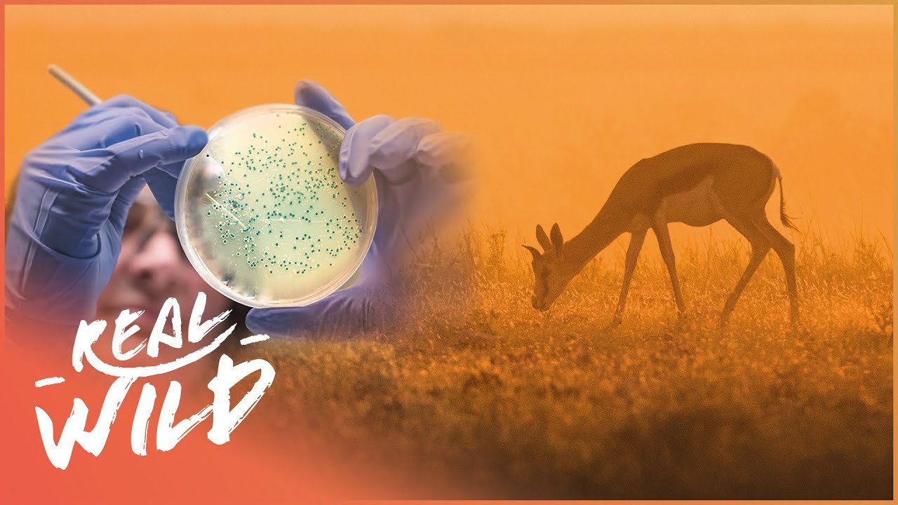 Freezing Animal Cells To Repopulate Endangered Species | The Frozen Zoo ...