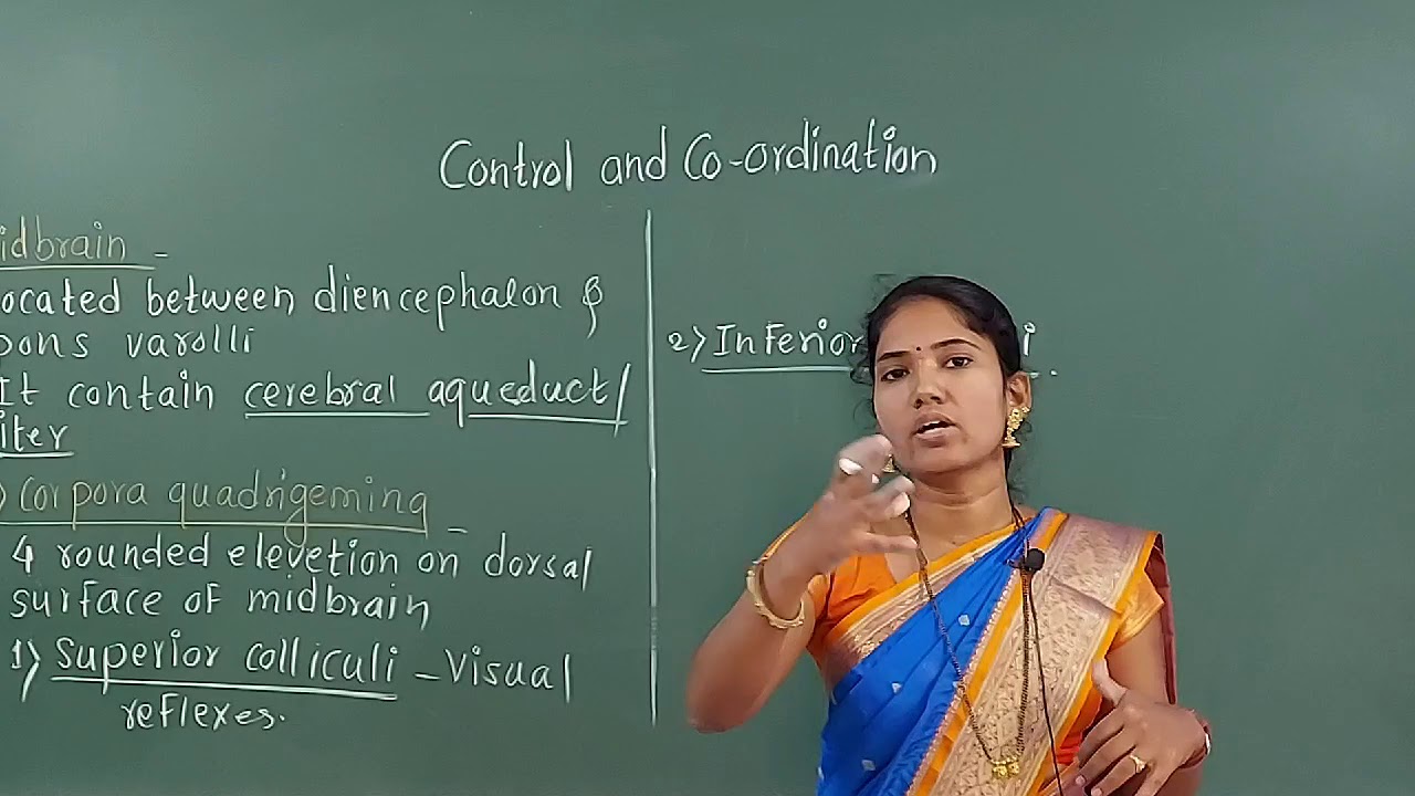 control and co ordination lect12 - YouTube