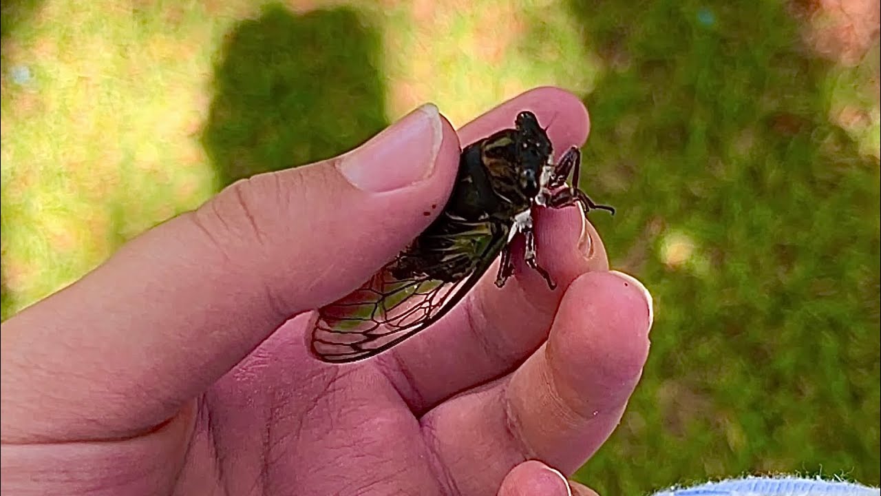 Cicada video - YouTube