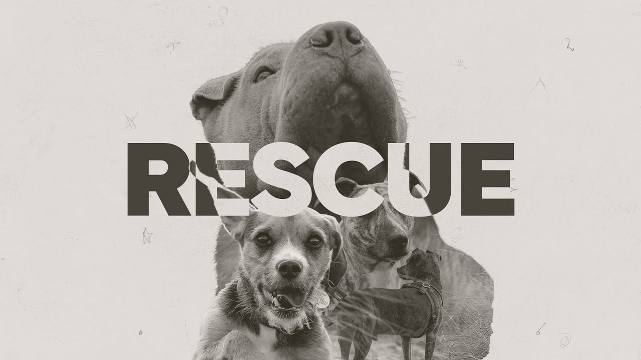 RESCUE | A Documentary on Britain's Animal Crisis - YouTube