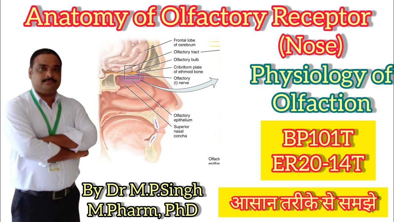 Anatomy of Olfactory Receptor | Physiology of Olfaction | Human Anatomy ...