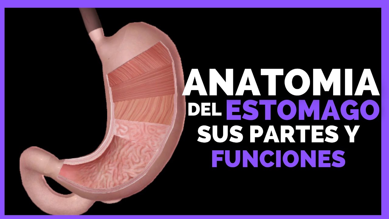 ANATOMIA GENERAL DEL ESTOMAGO | Anatomia en Enfermeria - YouTube