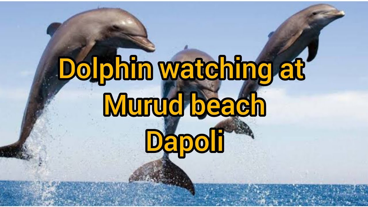 Dolphin watching | Dolphin spotted 11 times | Murud Dapoli Dolphin ...