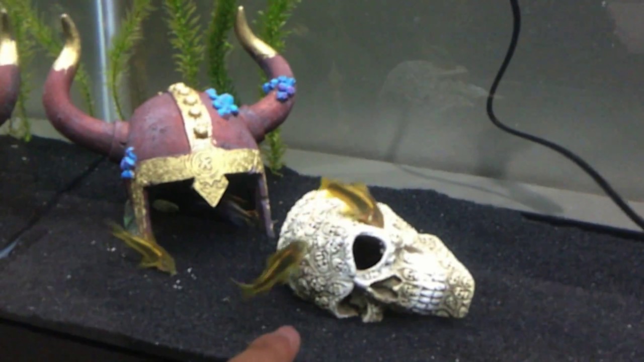 Unboxing Rare Fish (Neon Laser Cory, Emperor Pleco, Blue Glo Fish Danio ...