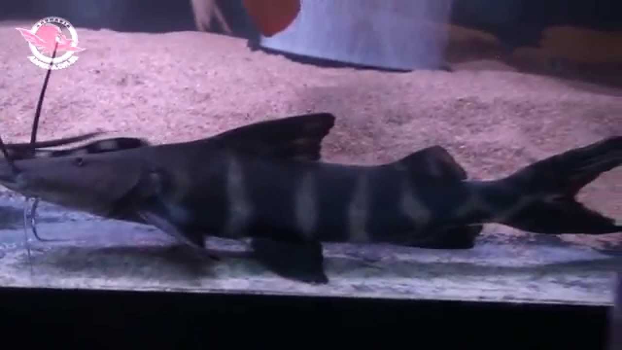 Zebra Flash - Brachyplatystoma juruense N13 - YouTube