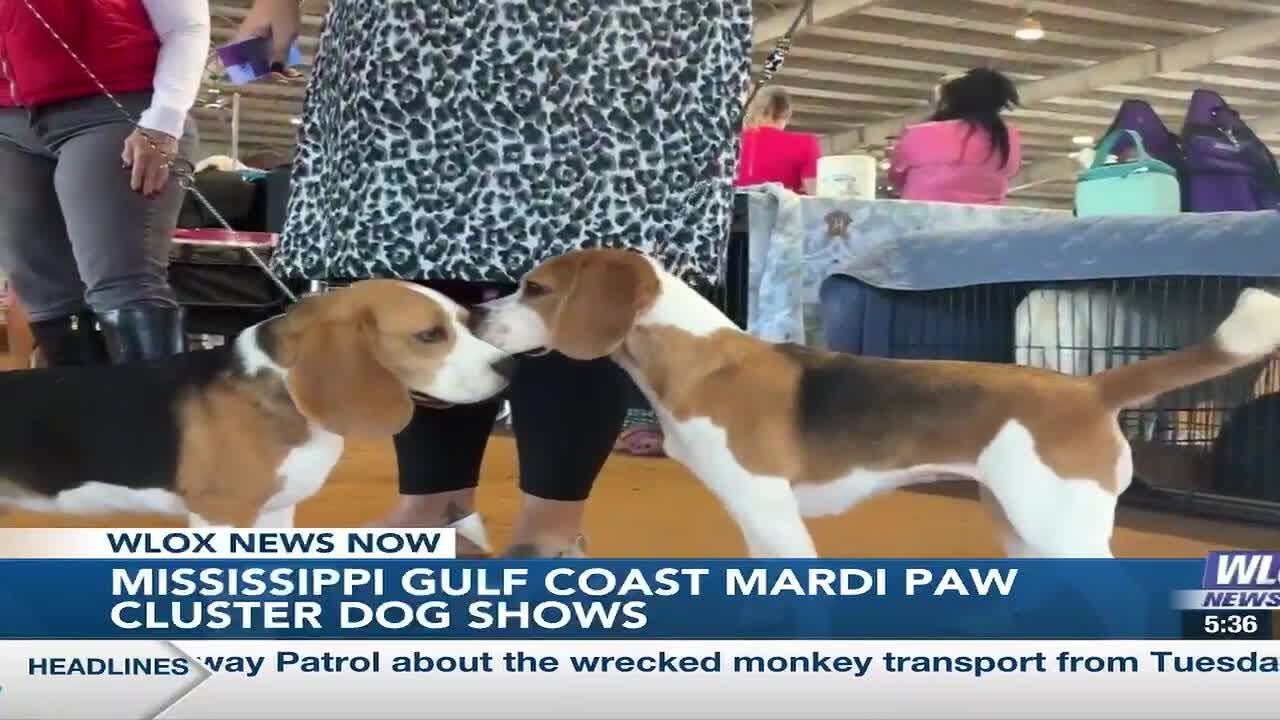 More than 2,300 dogs compete at Mississippi Gulf Coast Mardi Paw ...
