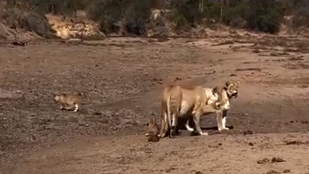 Monwana Breakaway Lion Pride with tiny cubs today | 10 June 2024 - YouTube