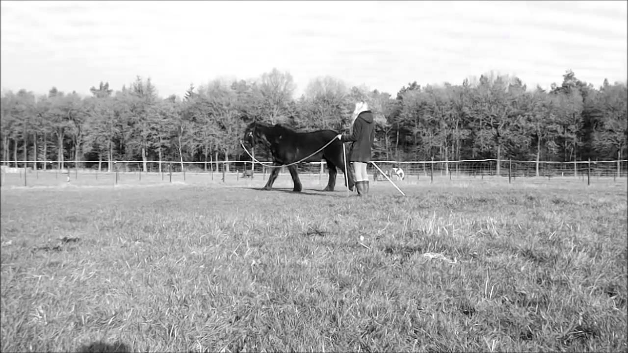 Fell Pony Nero - YouTube