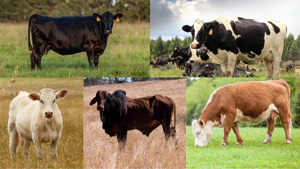 🟢🐄 Las Razas de Vacas más Populares Características y Cuidados - YouTube