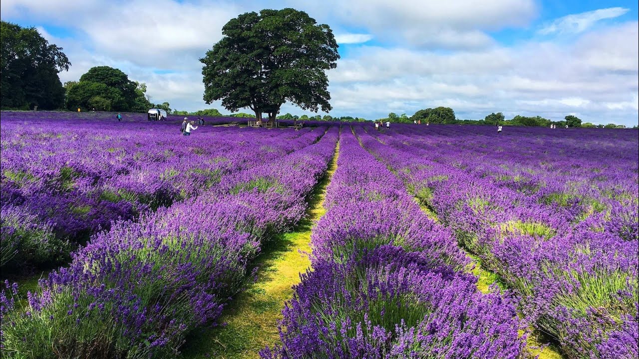 Lavender garden -Gabala - YouTube