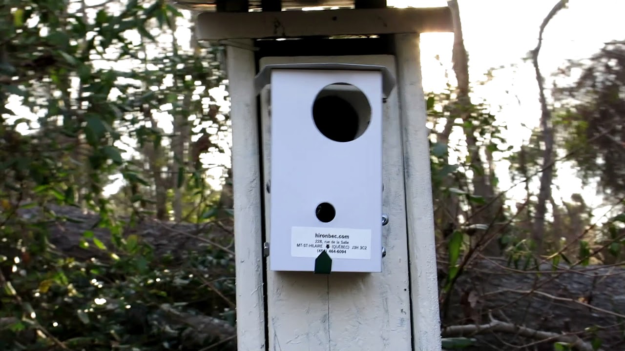 Hironbec Pendulum anti HOSP device for bird nest boxes First Look - YouTube