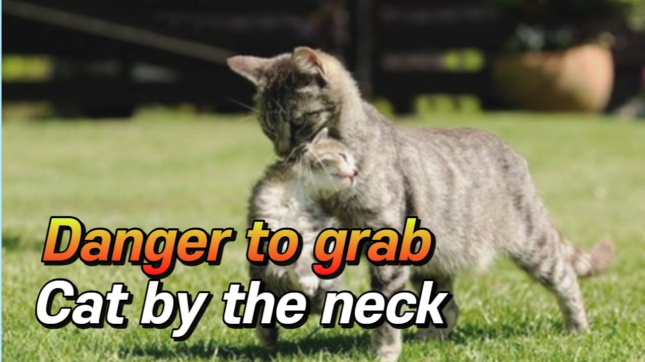 Dangerous to grab a cat by the neck - YouTube