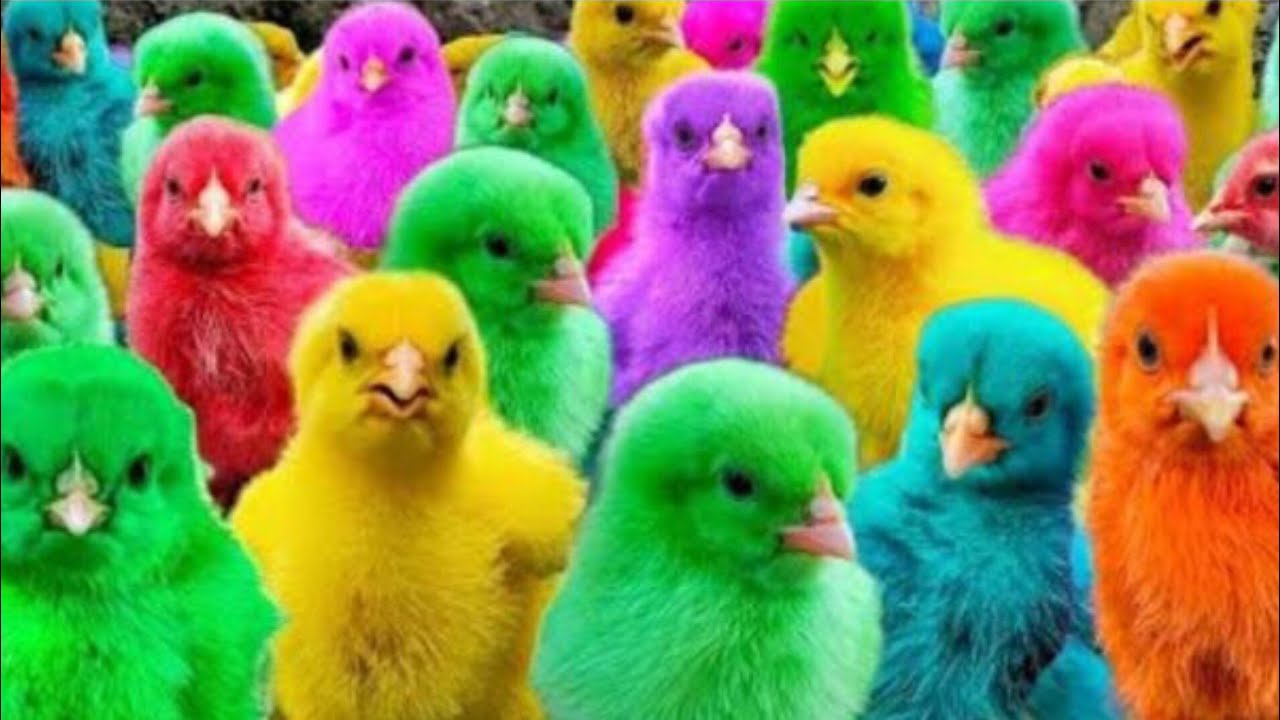 World Cute Chickens,Colorful Chickens,Rainbows Chicken,Cute Ducks,Cat ...