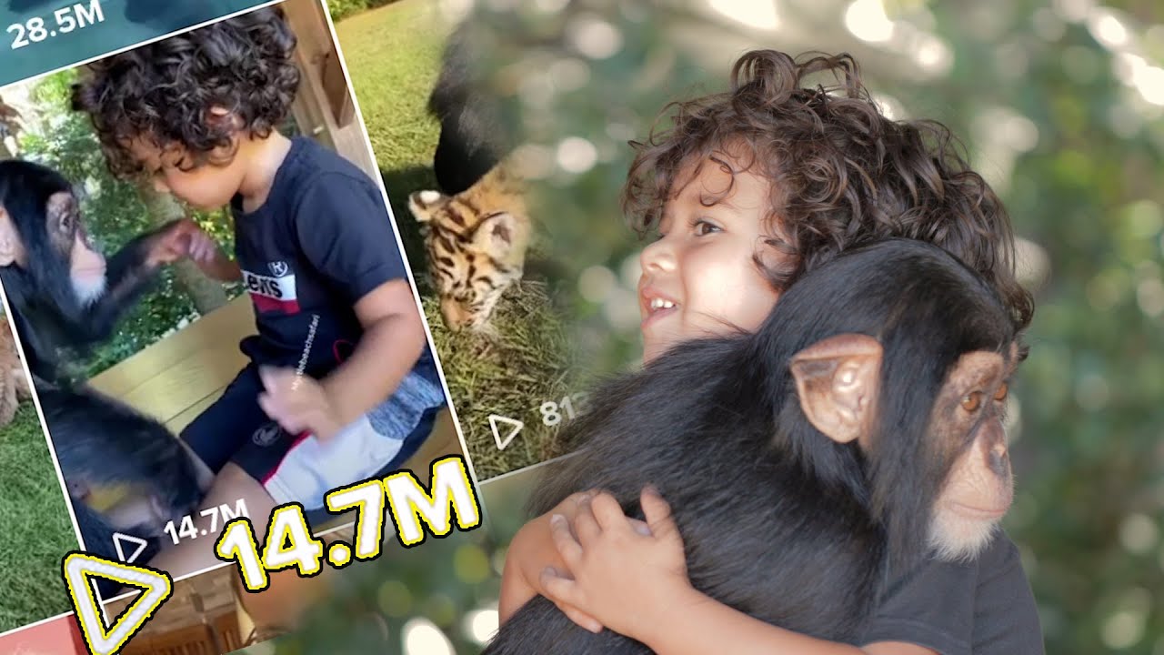 Baby Chimps New Best Friend! Chimp & Baby Hug GOES VIRAL! - YouTube
