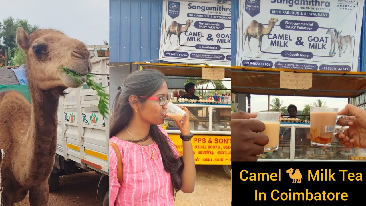 Camel 🐪 Milk Tea in Coimbatore Neelambur | Ottaga Paal la Tea podura 🐪 ...