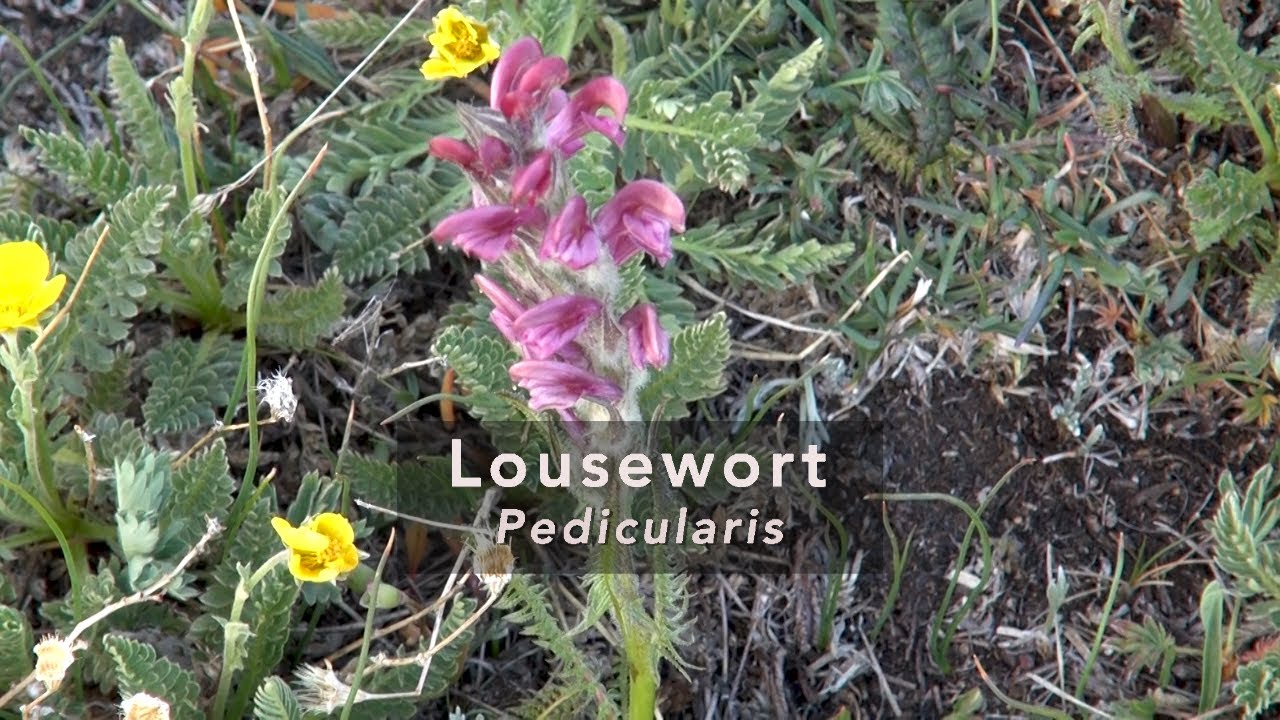 Lousewort - YouTube