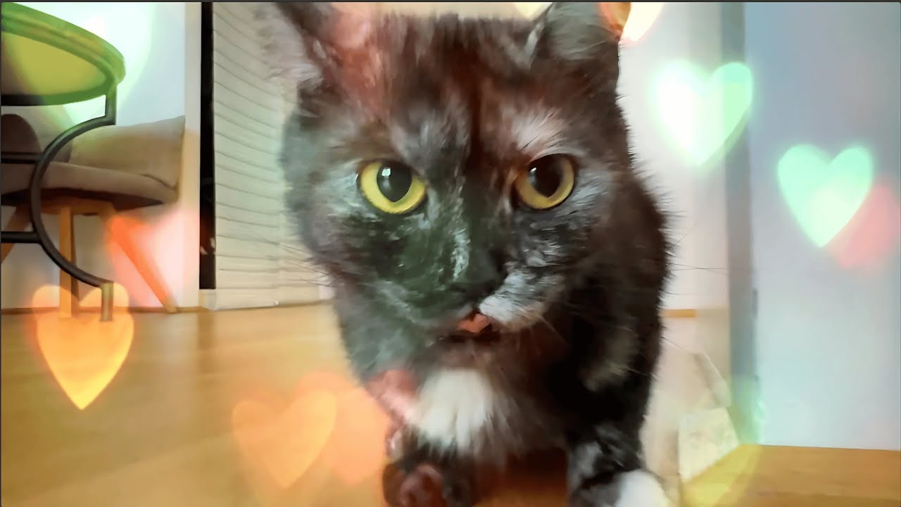 greedy cat eating late night dinner ASMR - YouTube