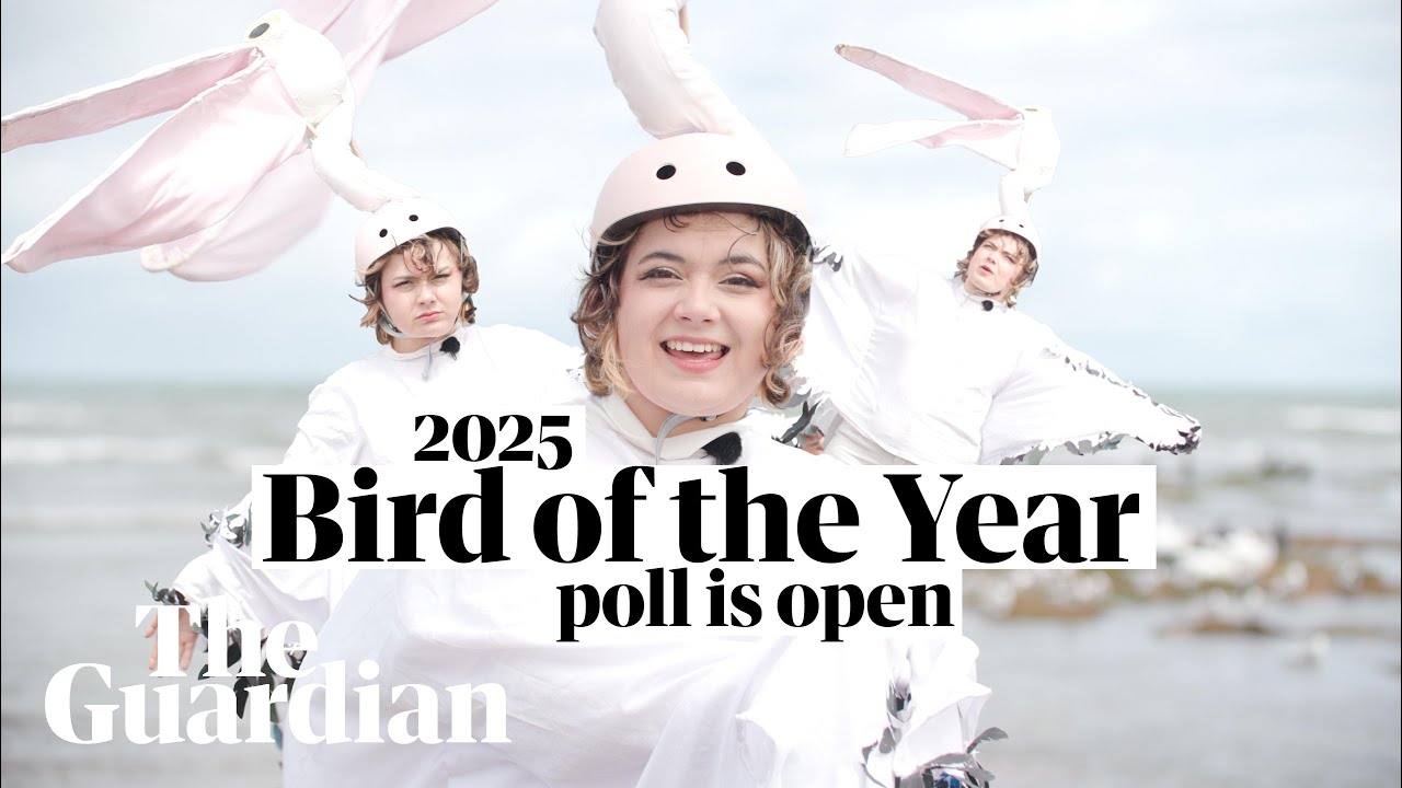 2025 Australian bird of the year voting is open! Here's how to vote ...