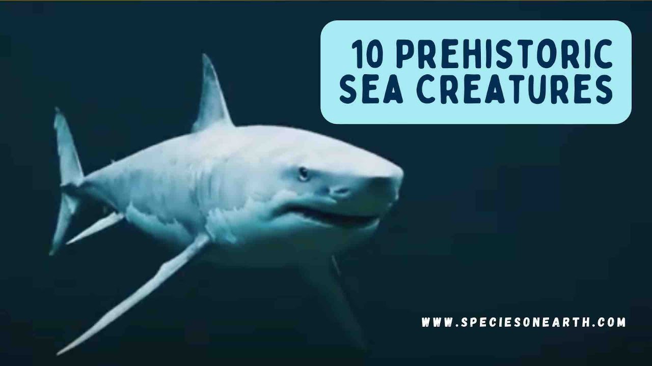 10 Prehistoric Sea Creatures | Ancient Sea Creatures #historyfacts # ...