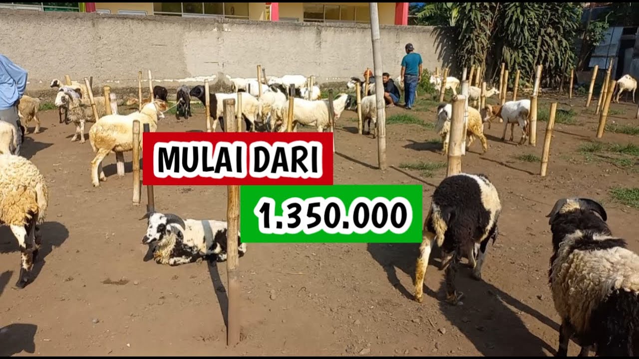 Harga Domba garut, Bibit garut dan domba Aqiqah di Pasar domba ...