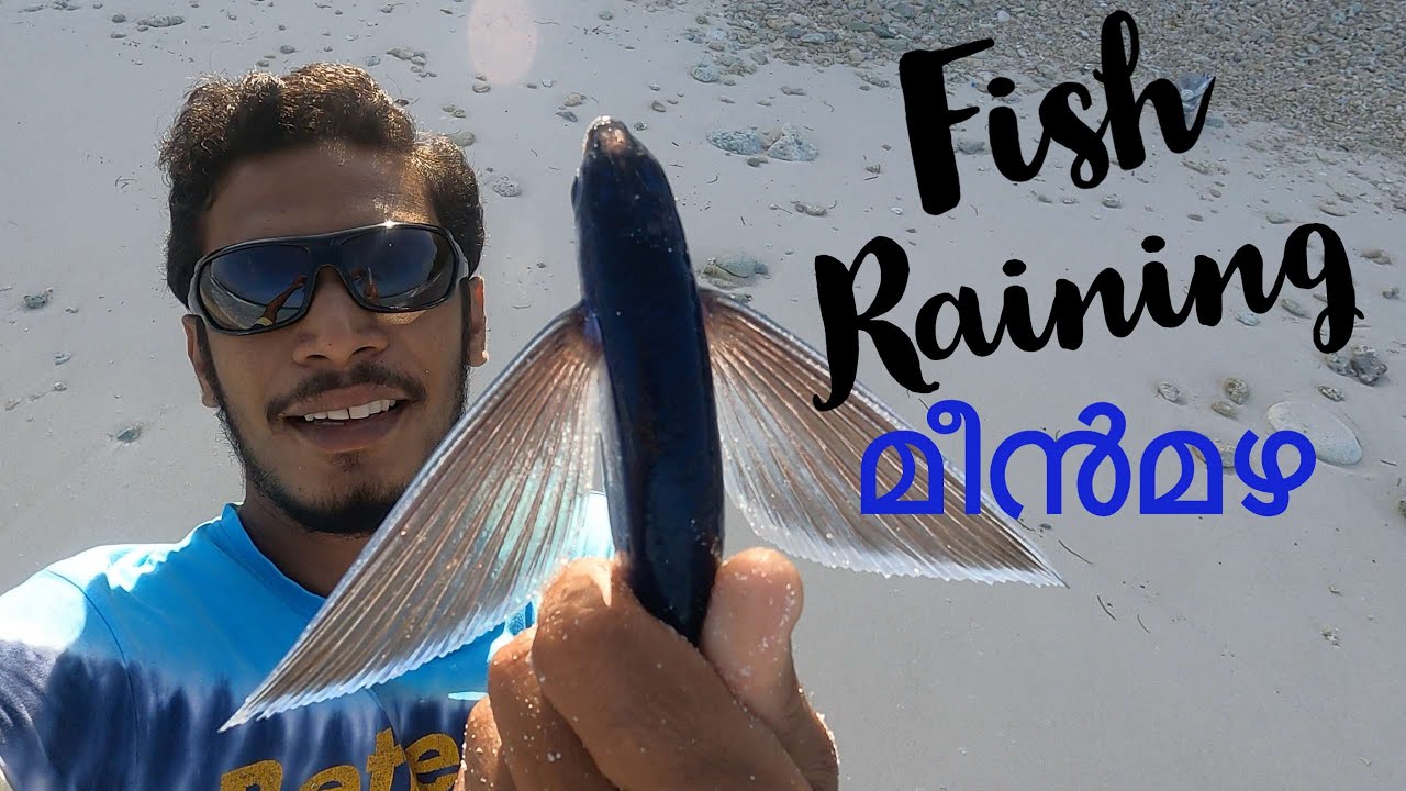Fish Raining. മീൻ മഴ കണ്ടിട്ടുണ്ടോ? (Flying fish) - YouTube