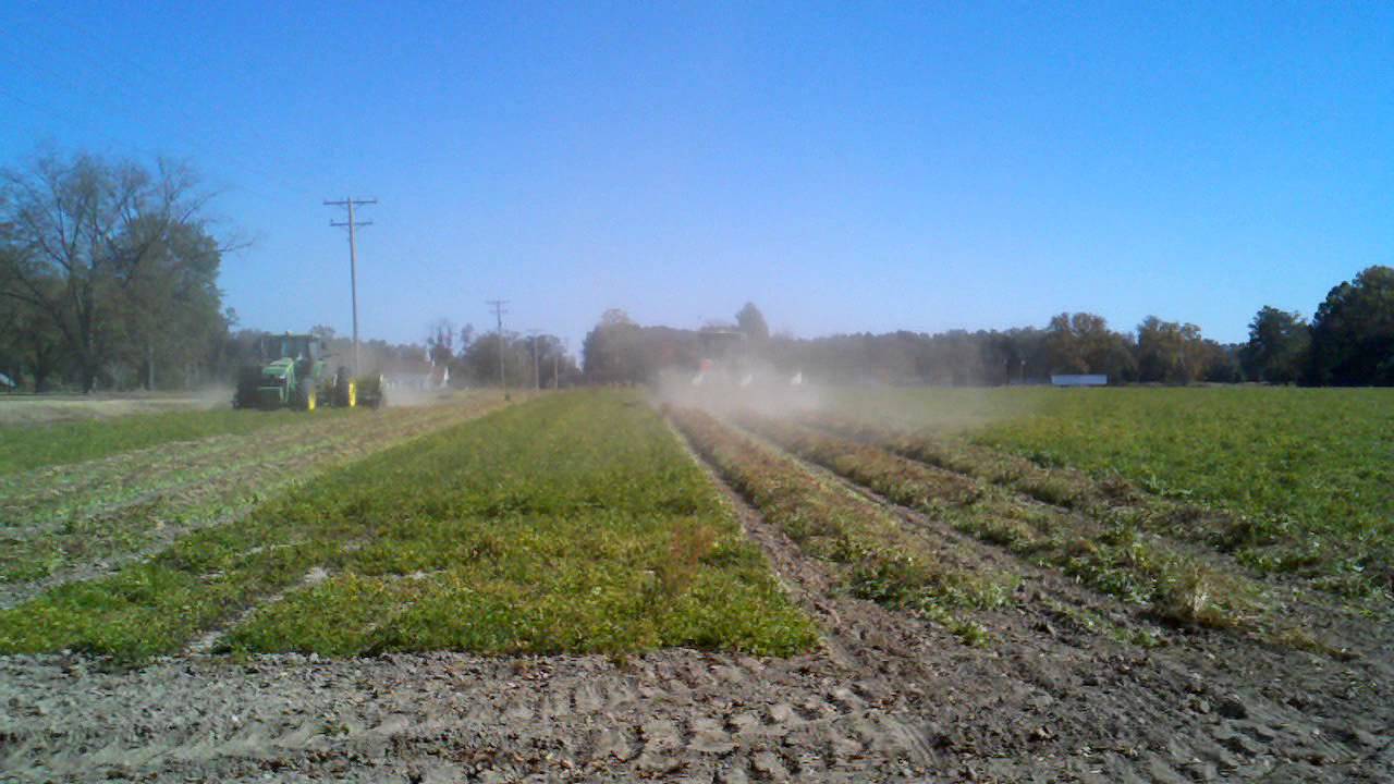 Rick and Kevin Digging Peanuts - YouTube