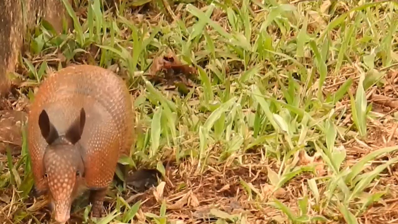 3 Espécies Mamíferos do Cerrado: Quati-de-cauda-anelada, Tatu-Galinha ...