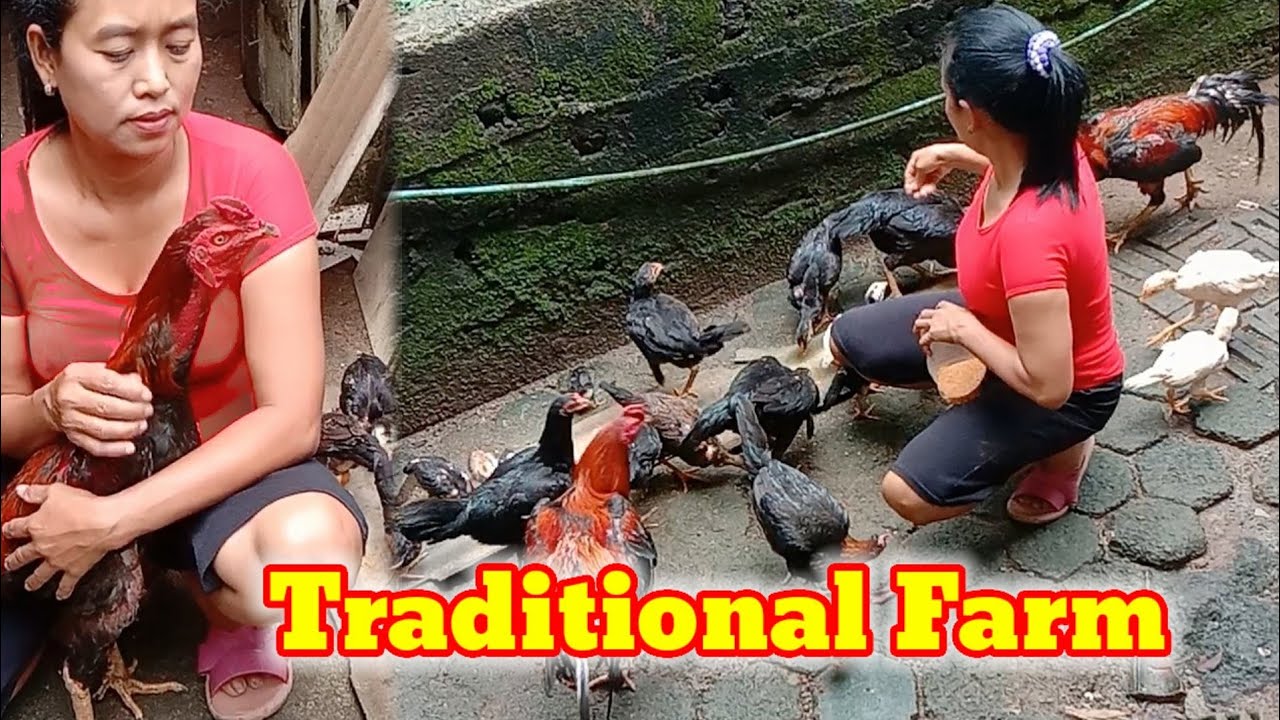 Indonesian Tradisional Chicken Farmer // Ayamnya montok montok pas buat ...