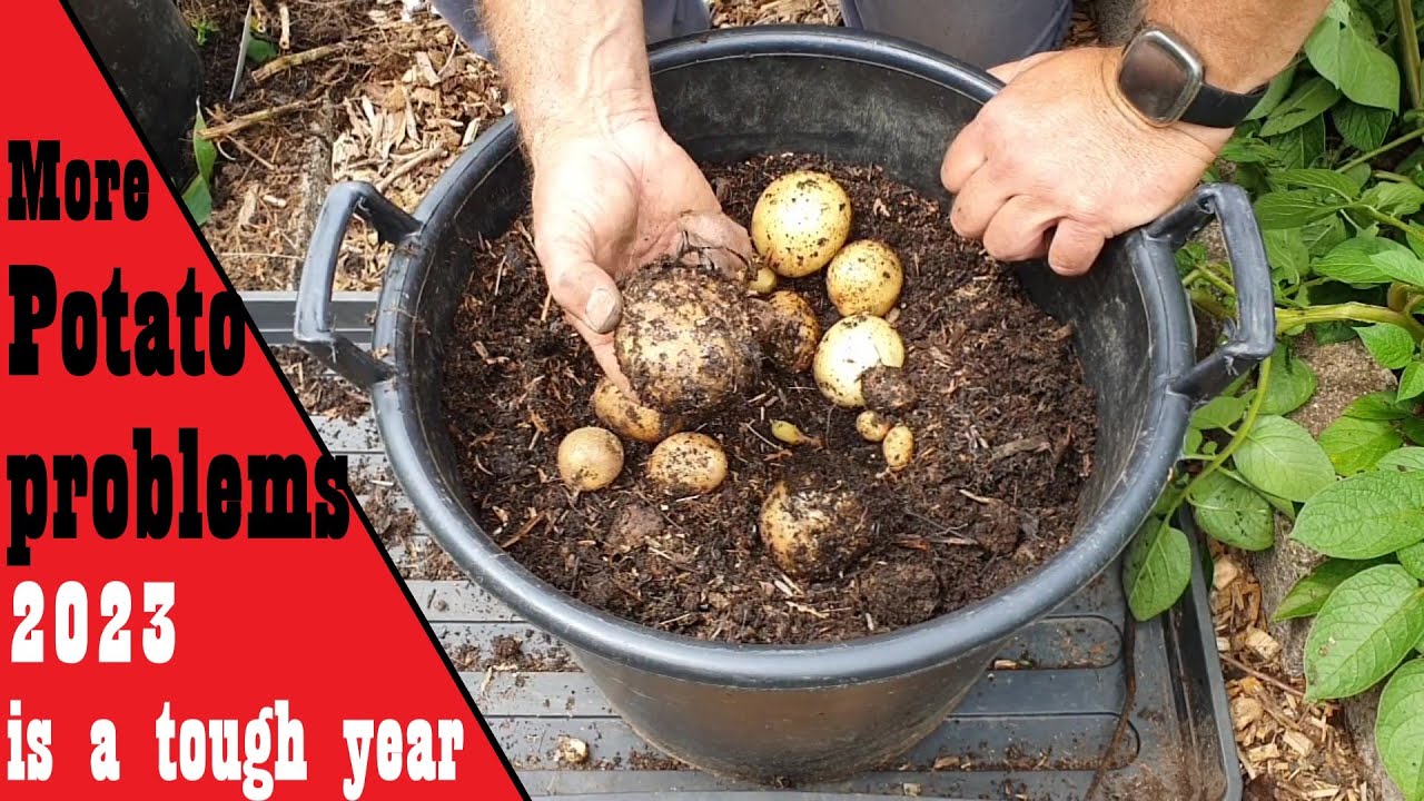 More Potato problems but Harvesting No dig is far easier than digging ...