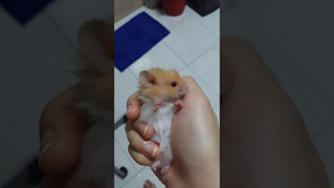 Syrian / Golden Hamster Baby Hamster For Adoption - 1 Mont.. - YouTube