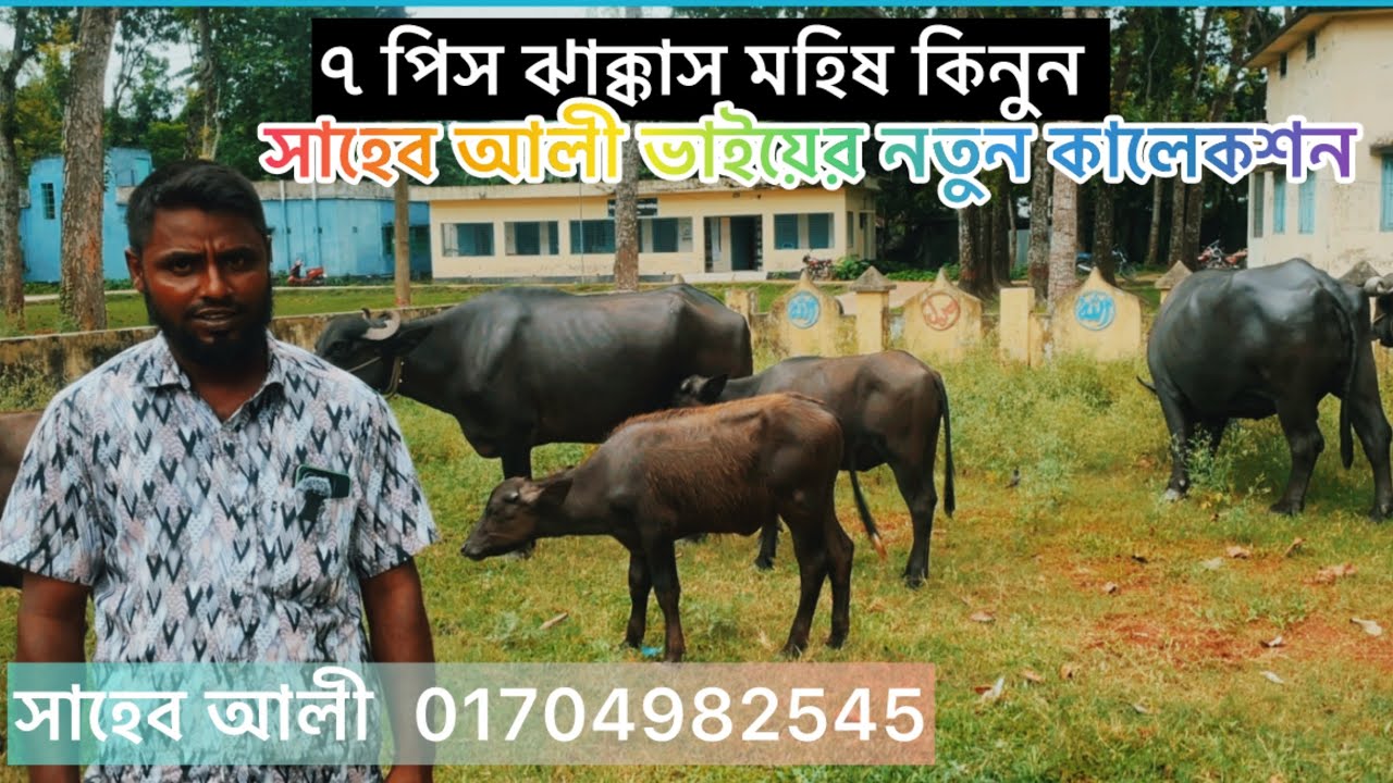 ৭ পিস ঝাক্কাস মহিষ সাহেব আলী ভাইয়ের নতুন কালেকশন। 7 piece Jhakkas is ...
