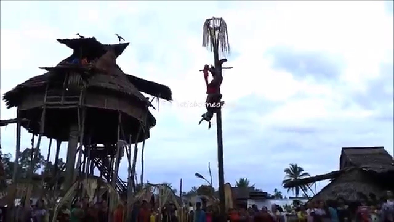 Nyobeng Sebujit: Traditional Dayak Games Inverted Bamboo Climbing ...