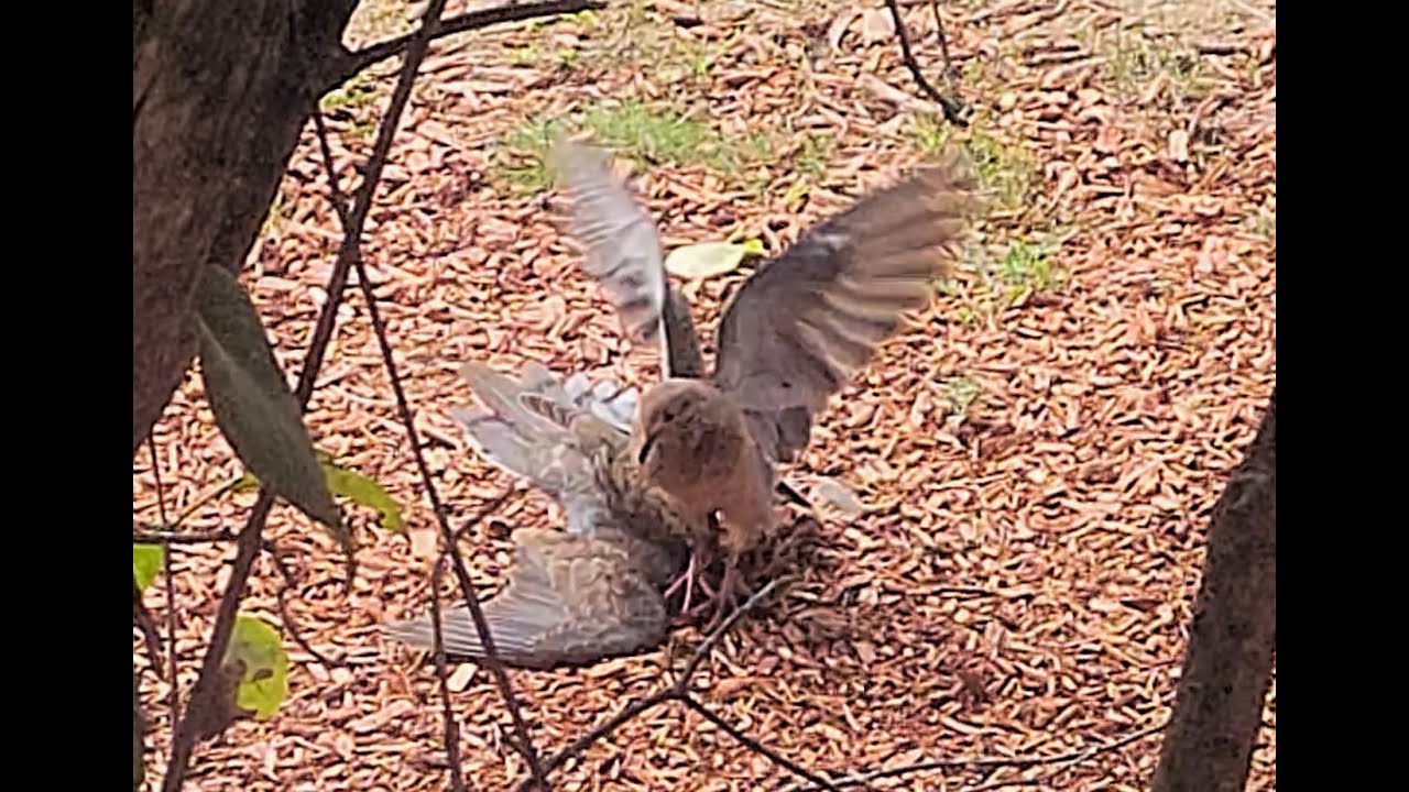 Fight between two doves. Knock down, drag out aggressive behavior ...