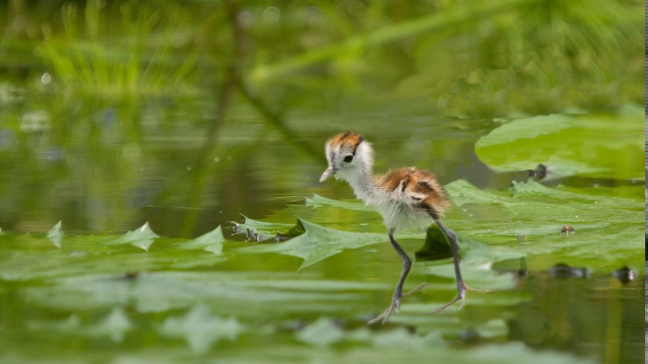 Baby Dancing African Jacana - YouTube