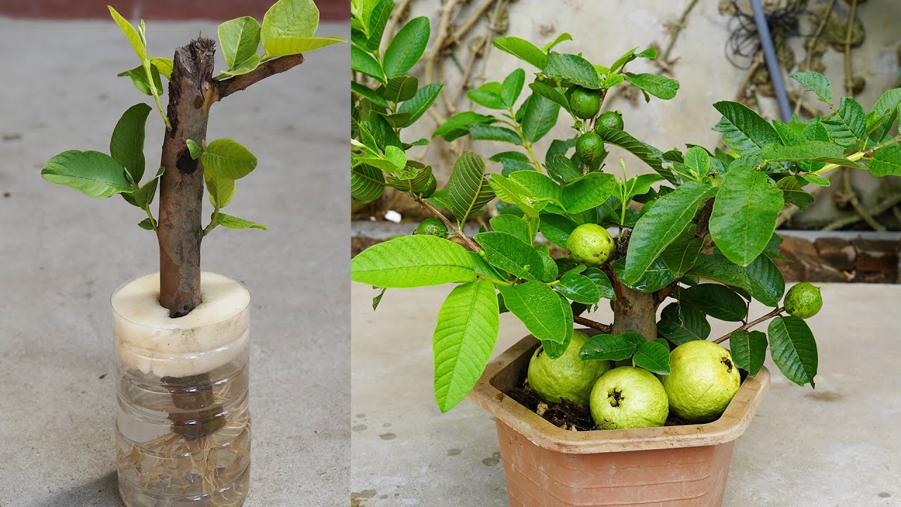 Planting Guava This Way Quickly Yields Many Fruits - YouTube