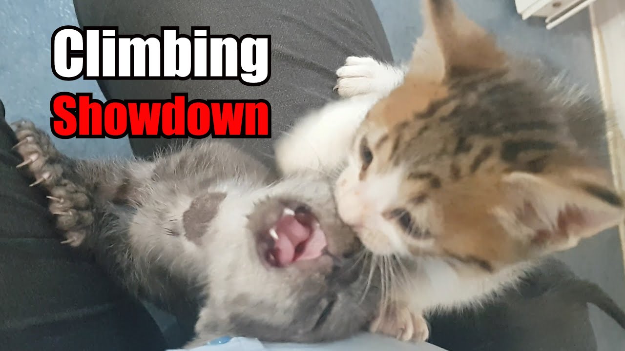 Kittens(Cat) Fighting : "Showdown at the Edge of a Cliff" || Kitten ...