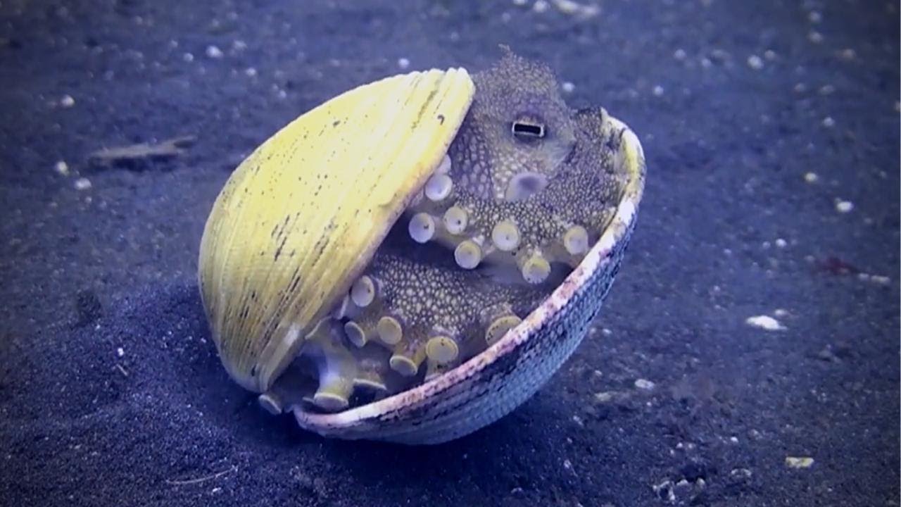 Baby Octopus Hiding Inside Shell Is Adorable - YouTube