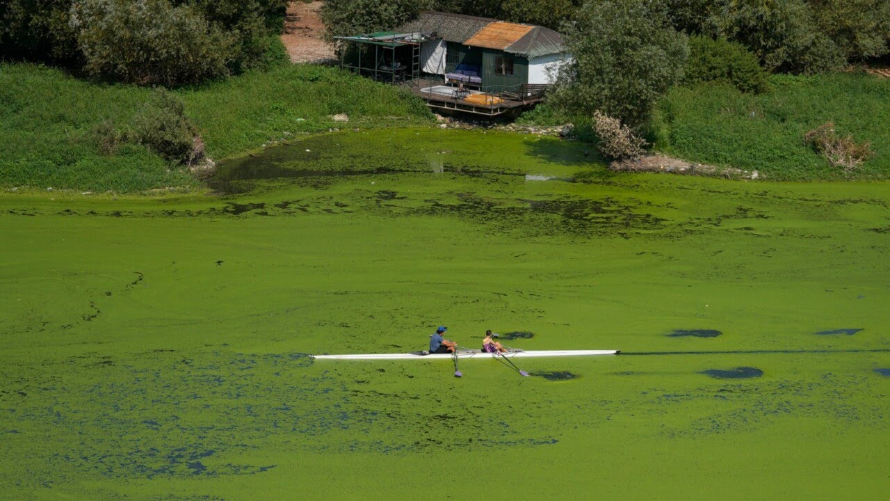 Heatwave fuelled algae turns Sava river green in Serbia - YouTube