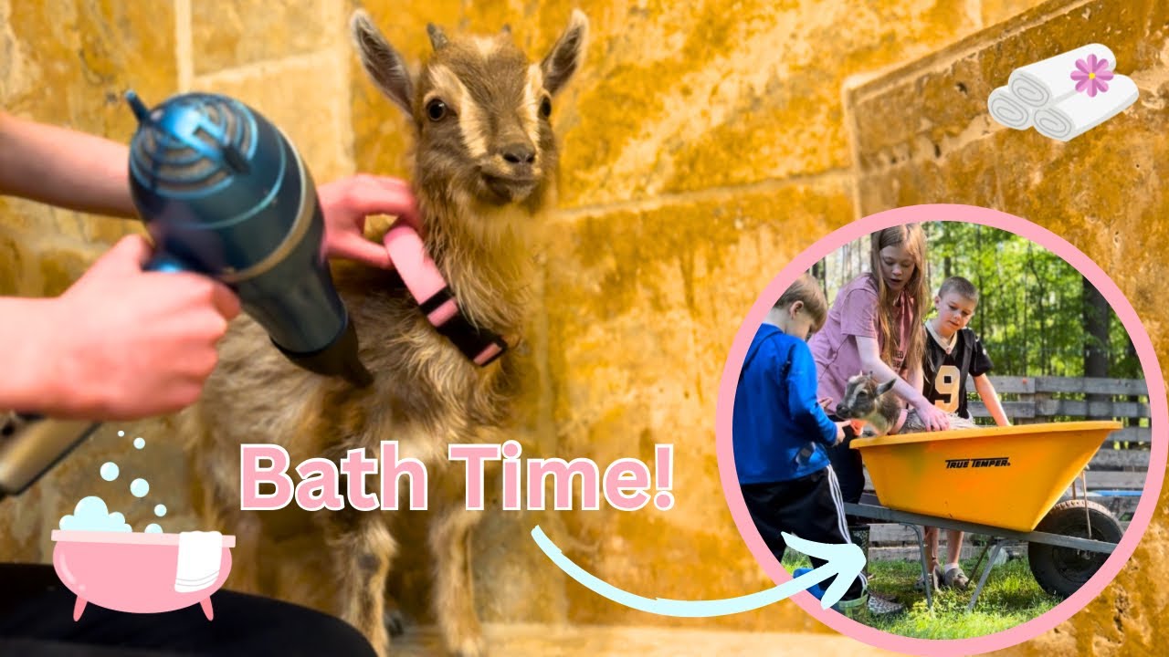 Giving my BABY GOAT a BATH & SPA DAY! - YouTube