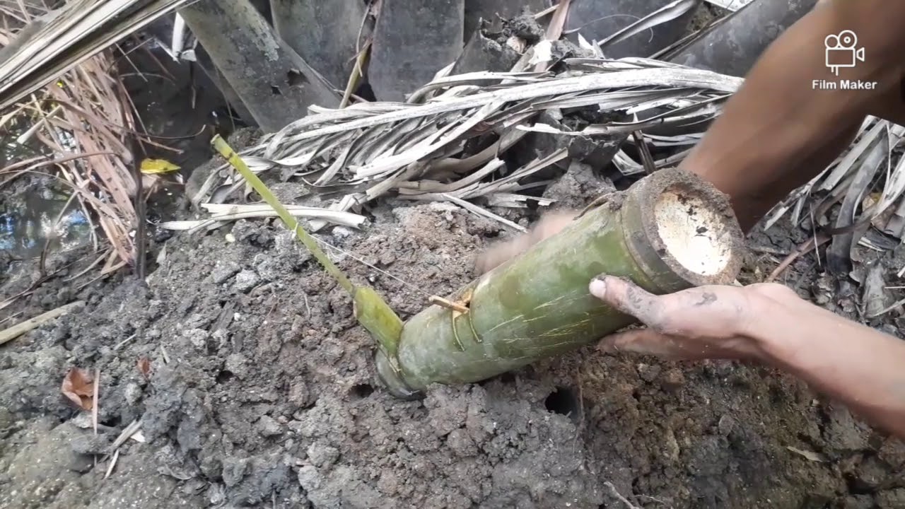 #VLOG 1 BAMBOO TRAPPING SCORPION CRABS OR USON - YouTube