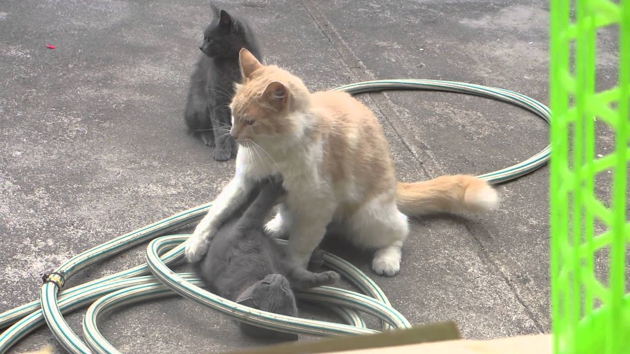 Pipe el gato abusador de menores :c - YouTube