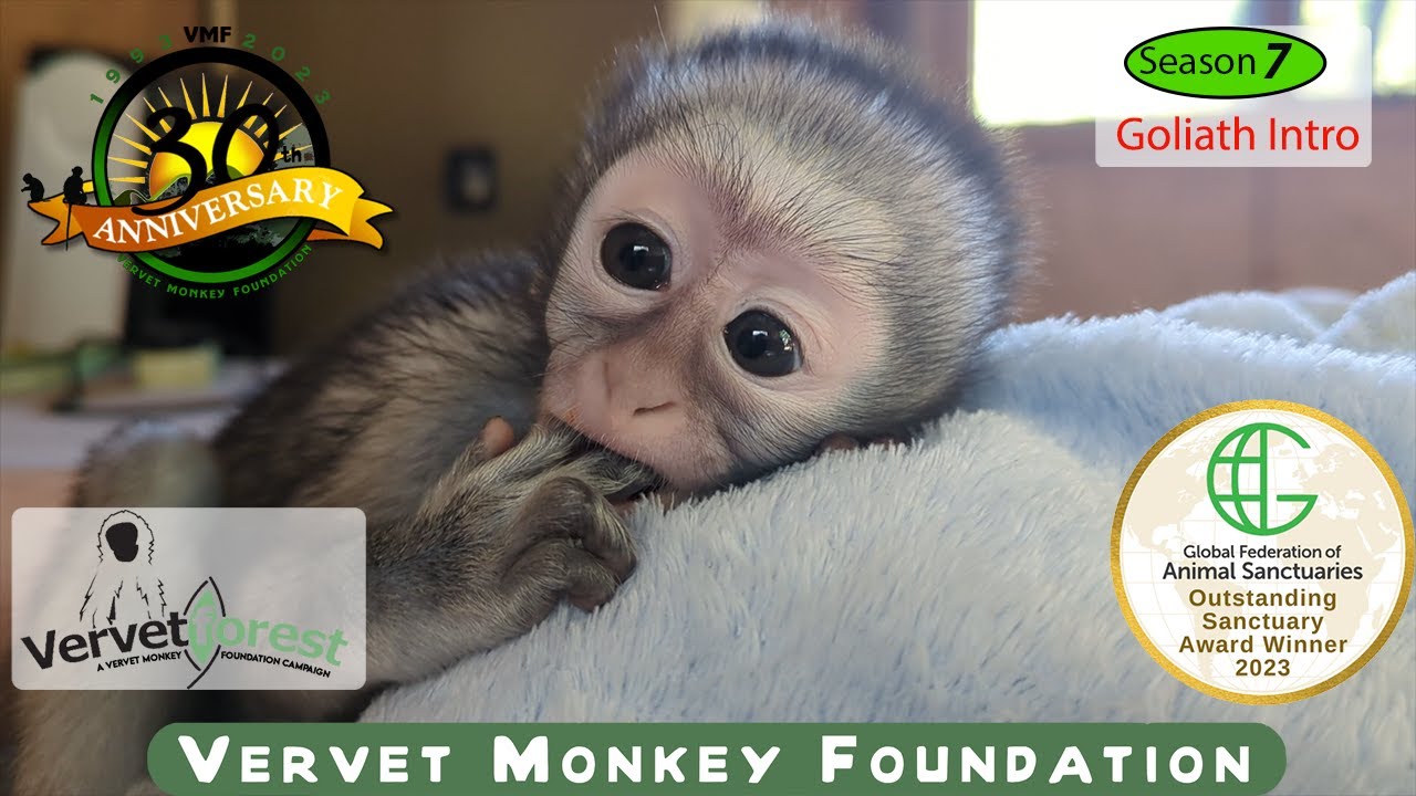 Four little orphan monkeys get a glimpse of their potential monkey ...