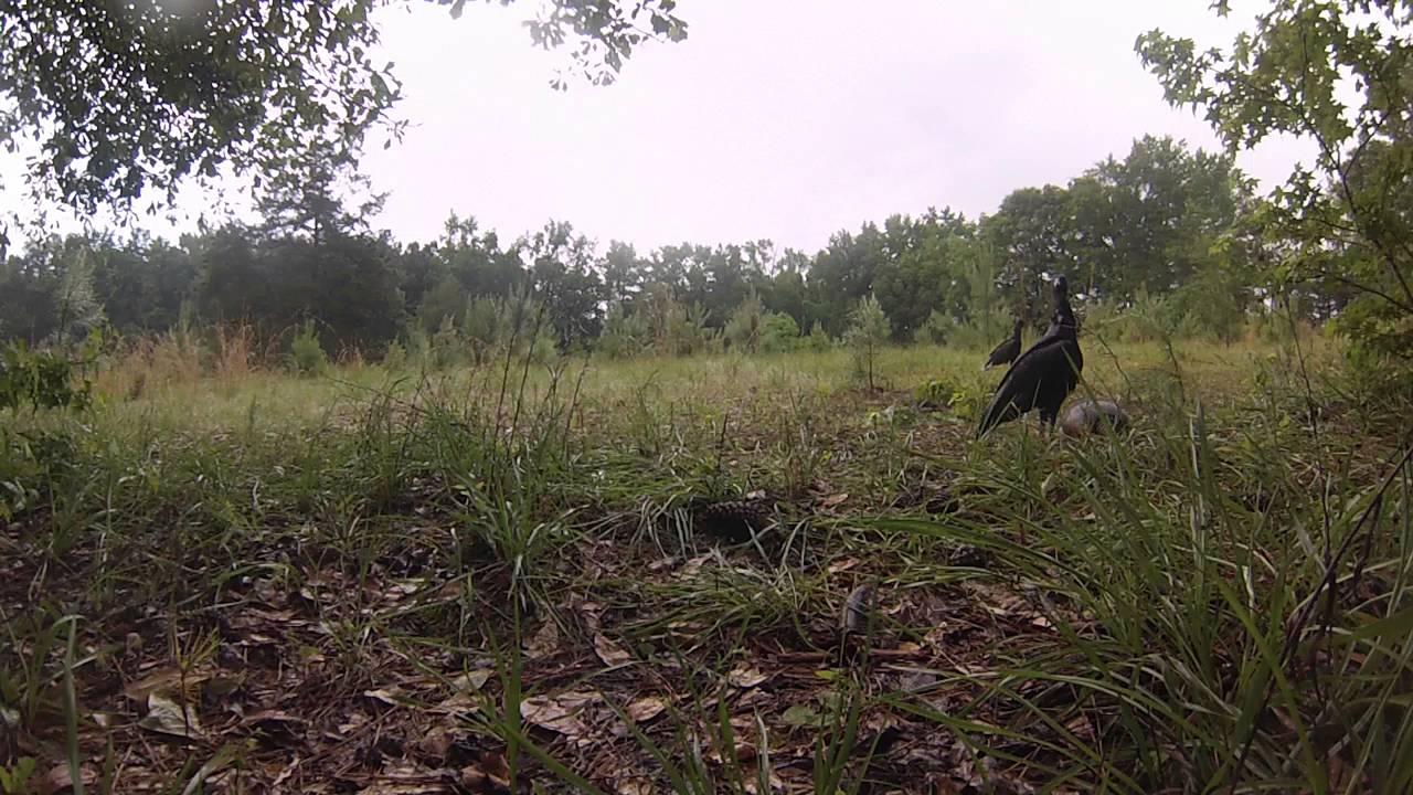 Georgia Vultures Enjoy Possum On the Half Shell - Part 2 - YouTube