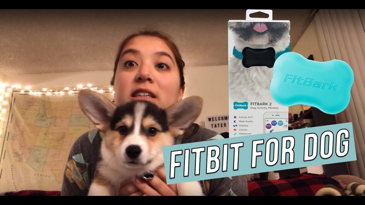WE GOT OUR CORGI A DOG FITBIT! - YouTube