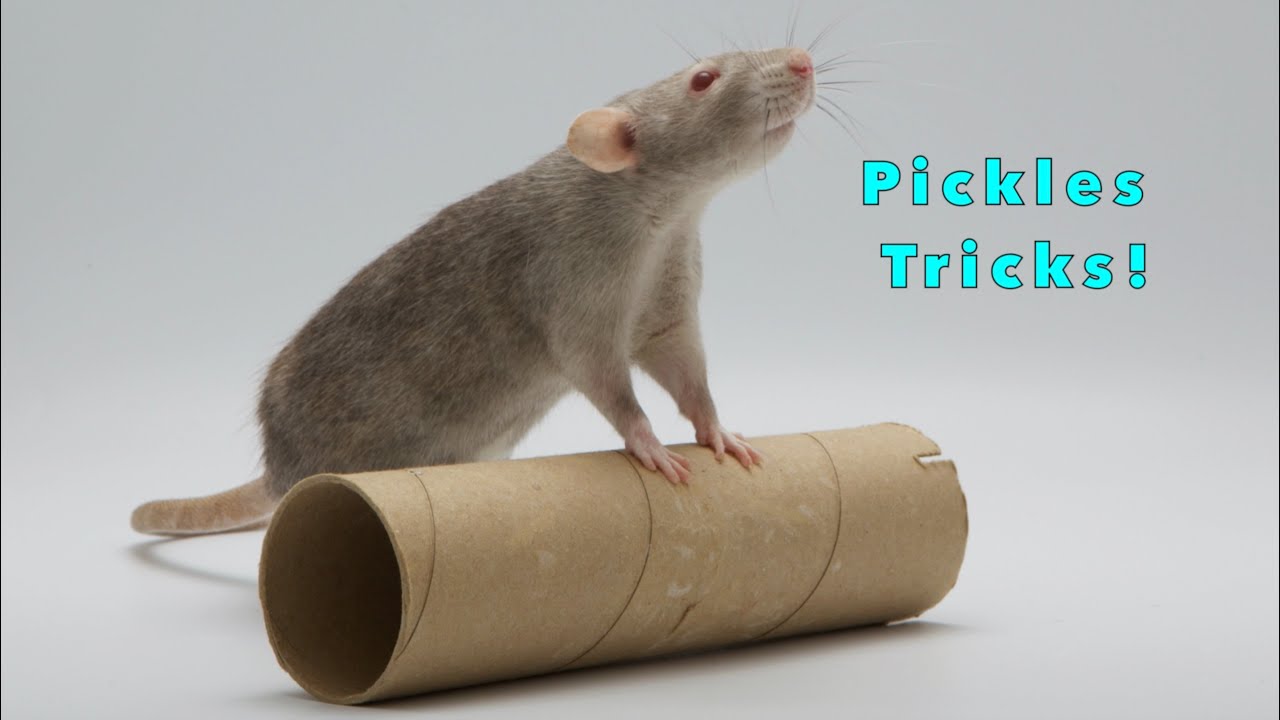 Pickles Trick Compilation - Part 1! - YouTube