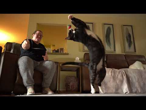 Pancho Cat Leaps for His Favorite Toy - YouTube