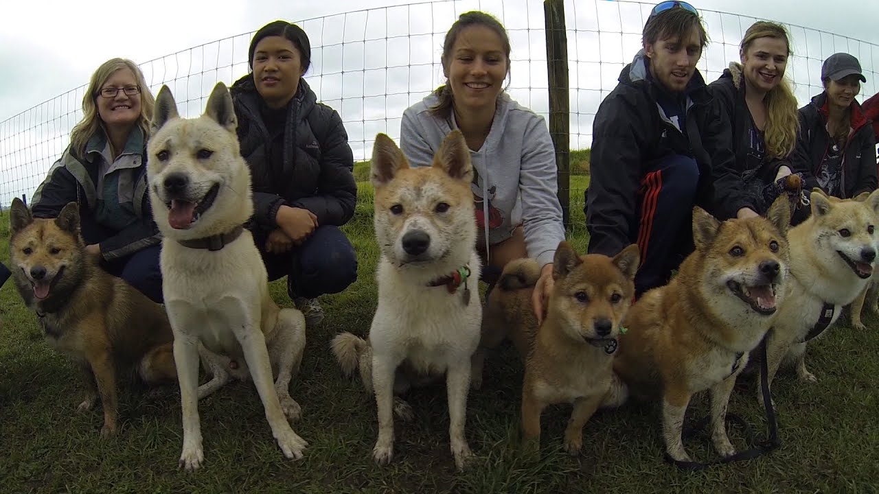 Lots of Shiba!! Lots of MUD!! Lots of fun!! - YouTube