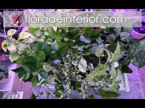 Tipos De Potus • TIPOSDE