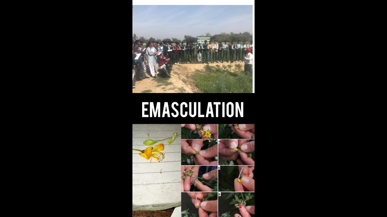 Emasculation || Chandra Bhanu Gupt Krishi Mahavidyalaya college farm ...