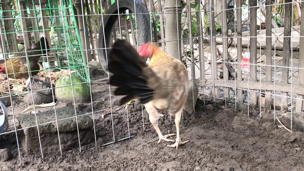 Red Game Farm 5K Sweater Pullet Line Edwin Aranas #ChappiGamefowls ...